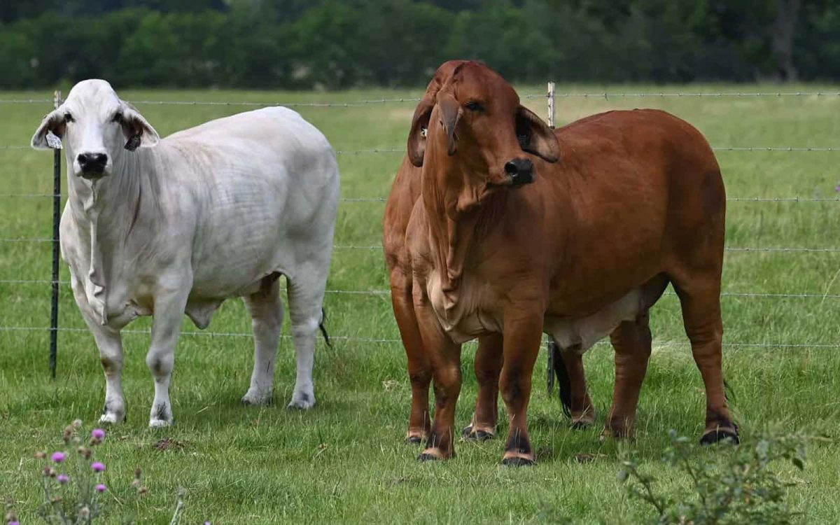 Welcome to the Ranch – Rio Ranch TX